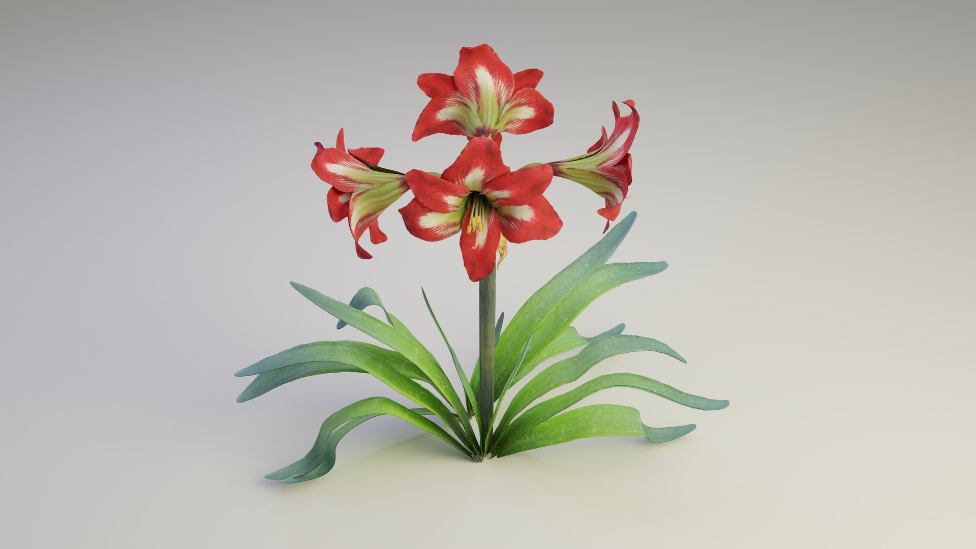 3D Red Amaryllis Model - TurboSquid 2211089
