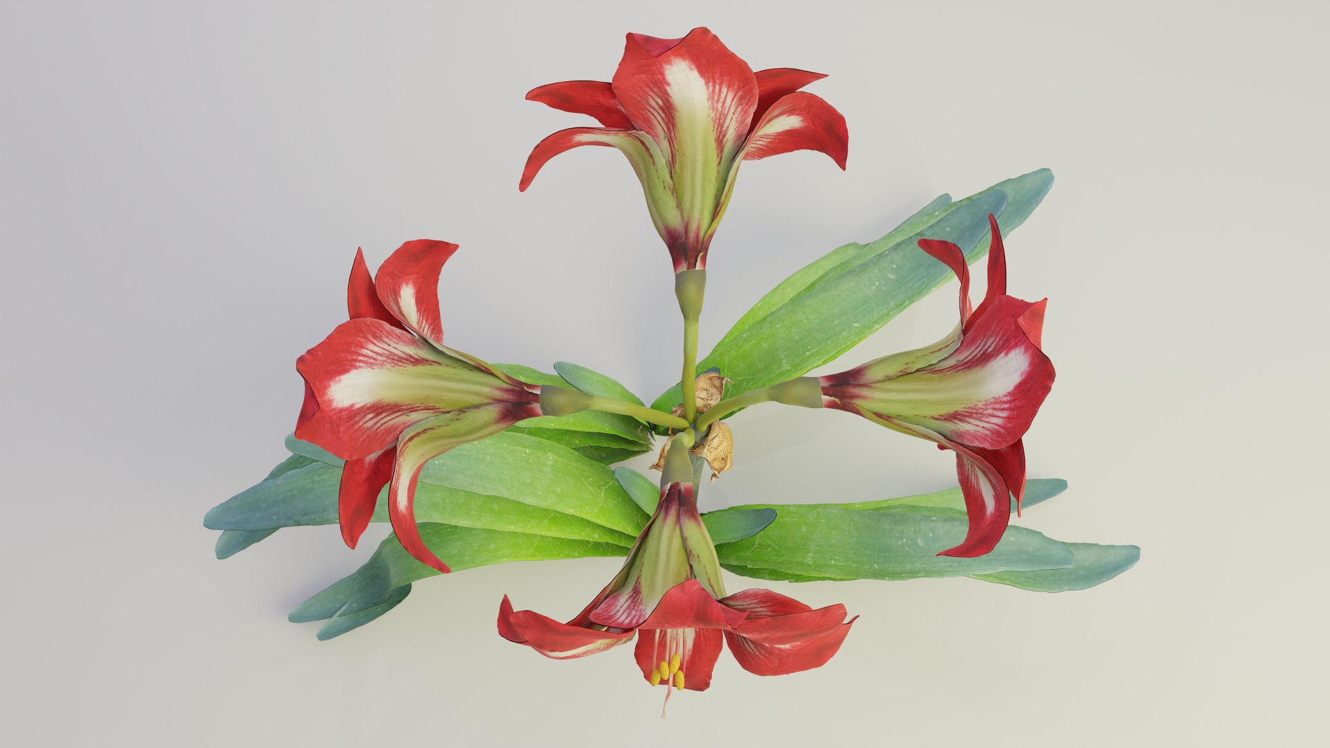 3D Red Amaryllis Model - TurboSquid 2211089