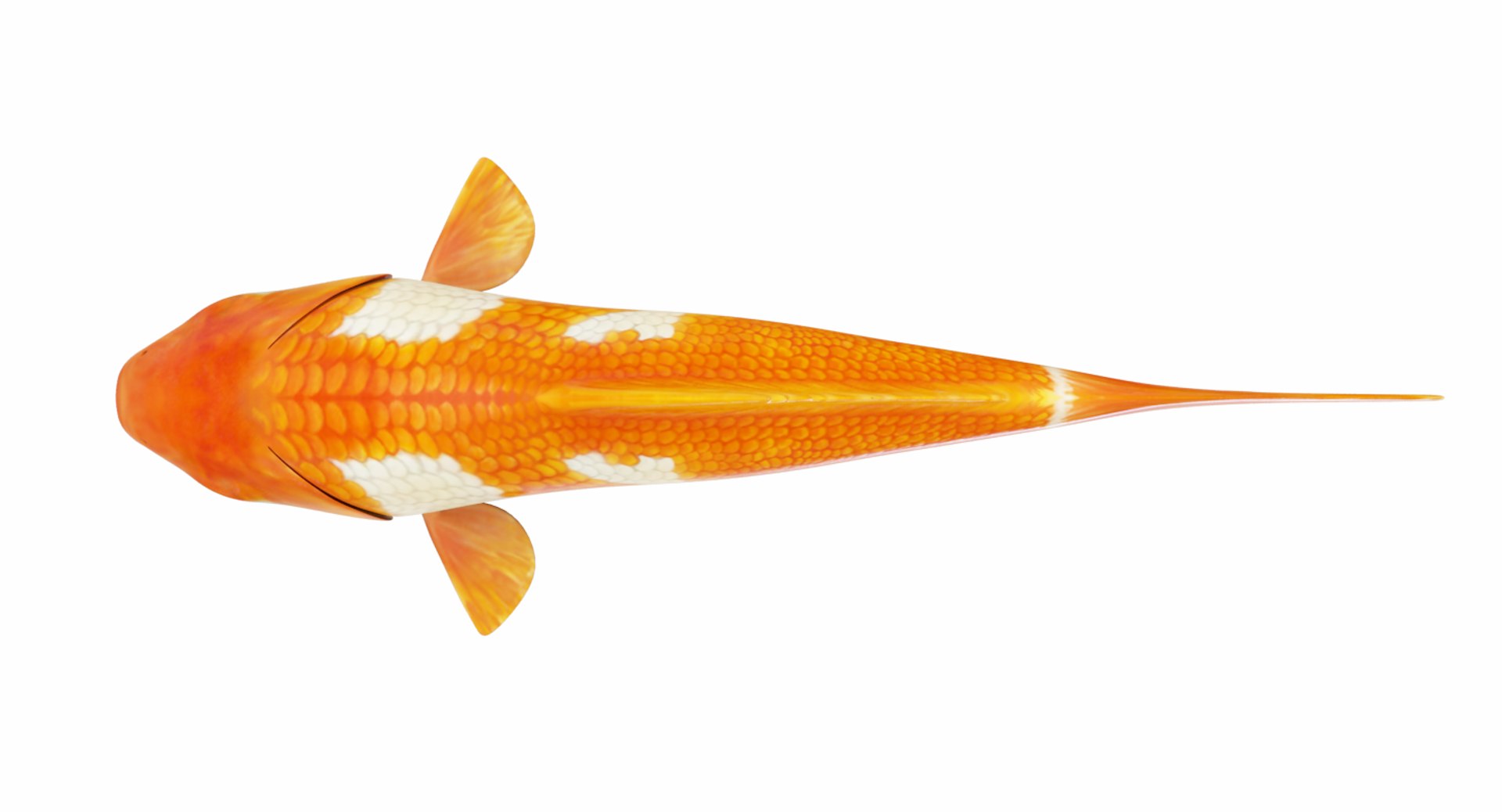 3d model koi carp