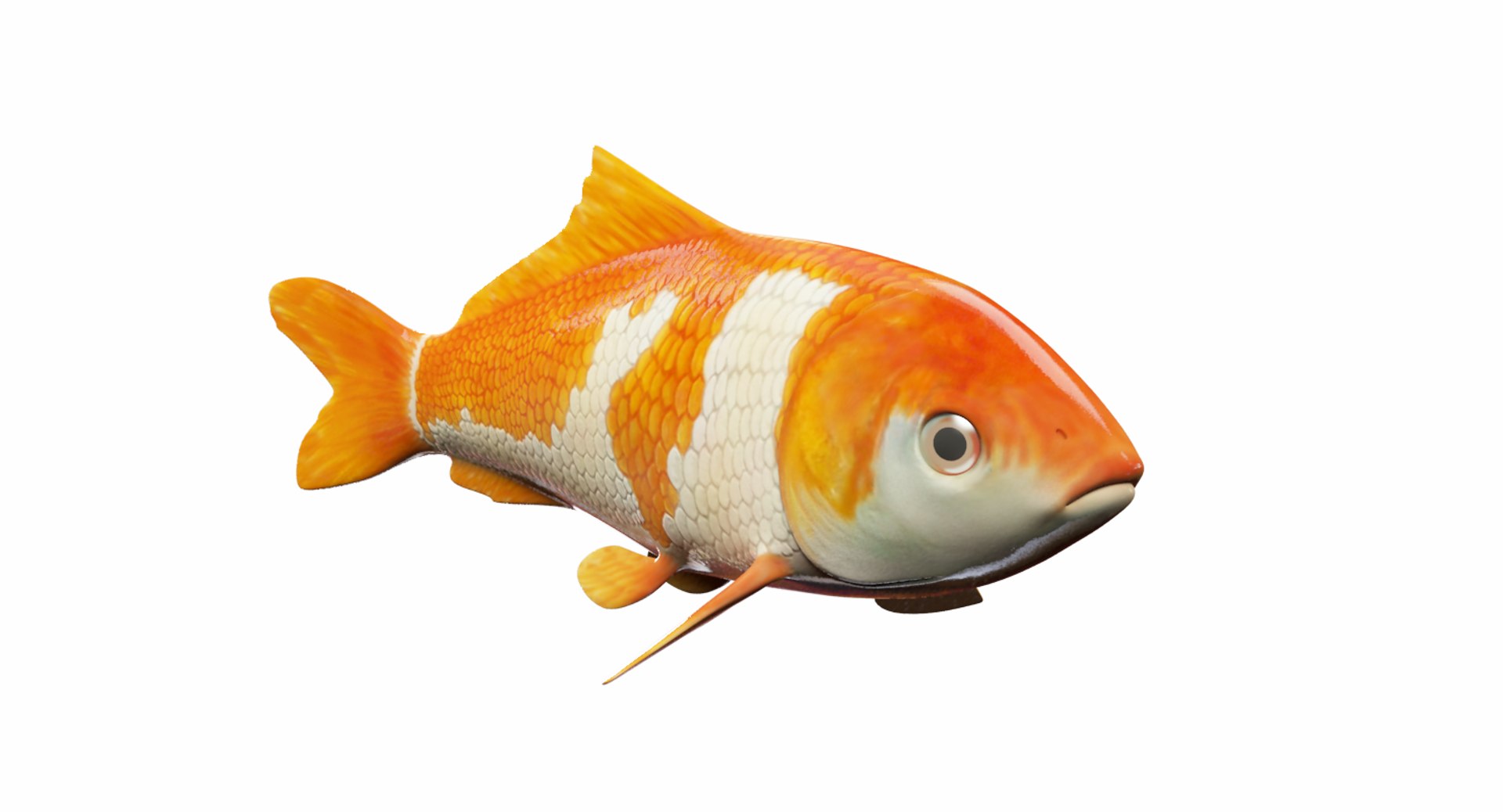 3d model koi carp