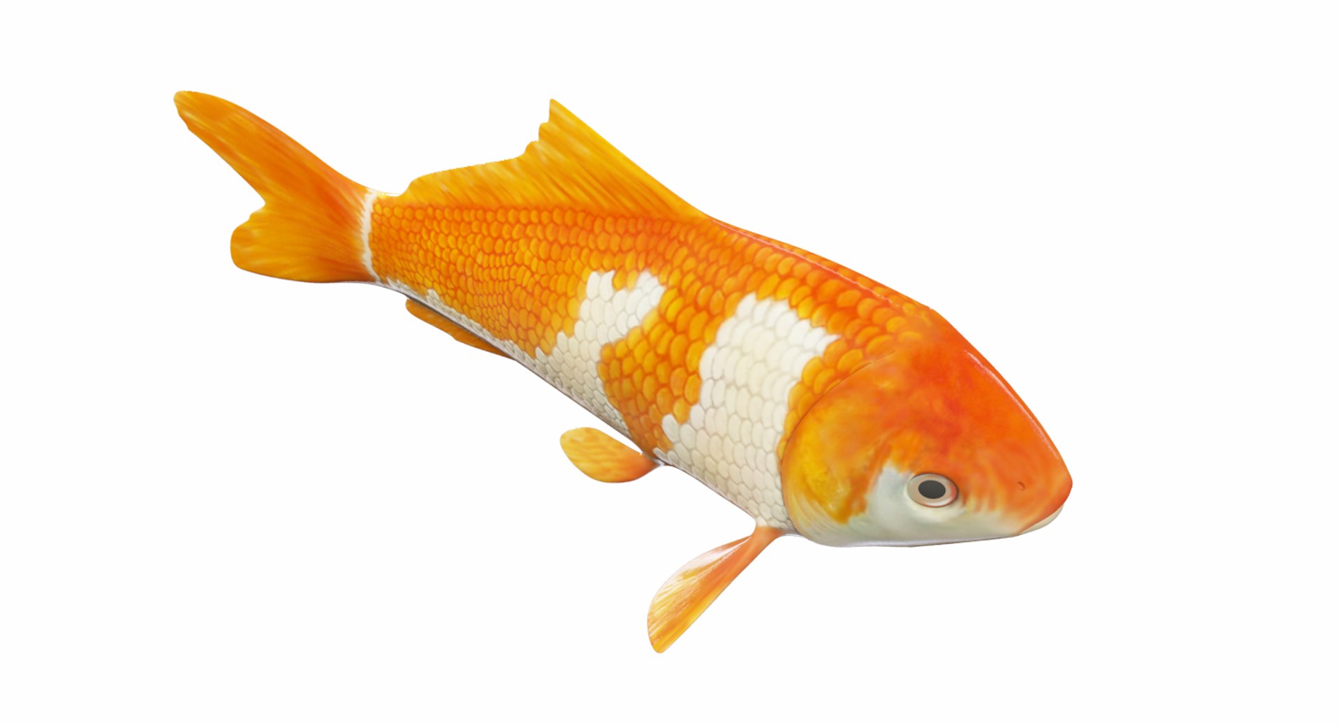 3d model koi carp