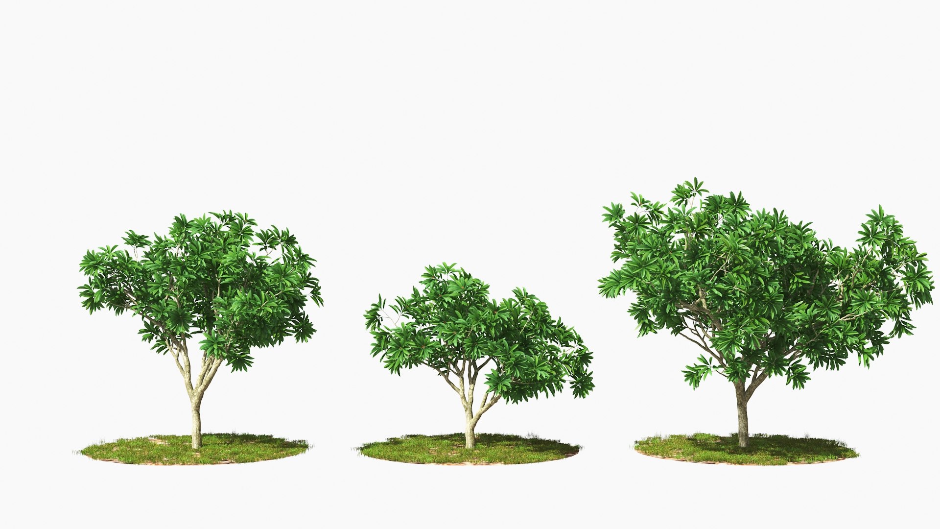 Tree wind animation 3D model - TurboSquid 1505872