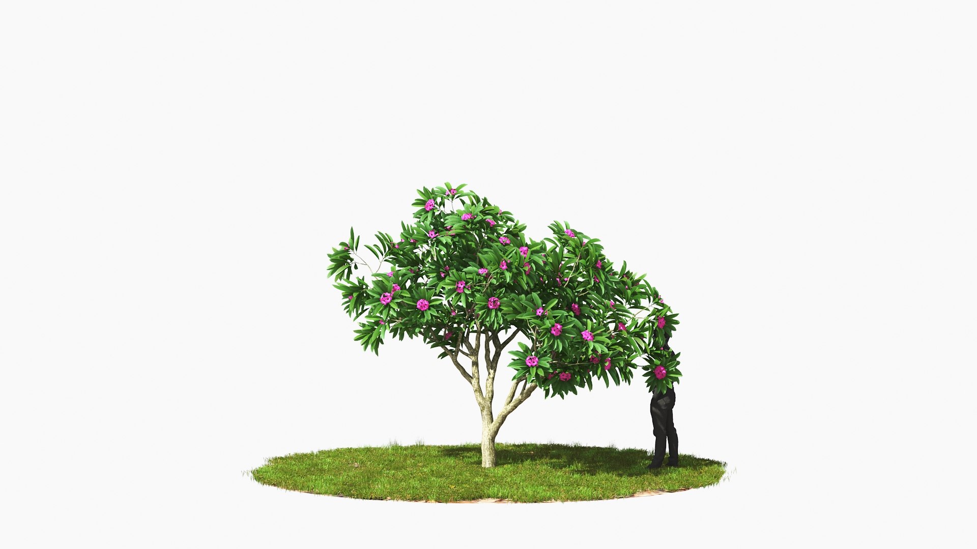 Tree wind animation 3D model - TurboSquid 1505872