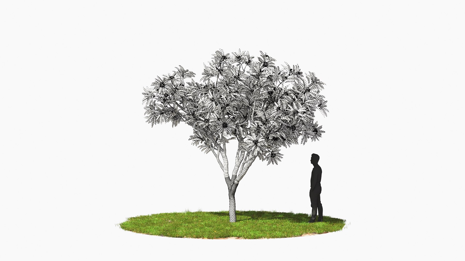 Tree wind animation 3D model - TurboSquid 1505872