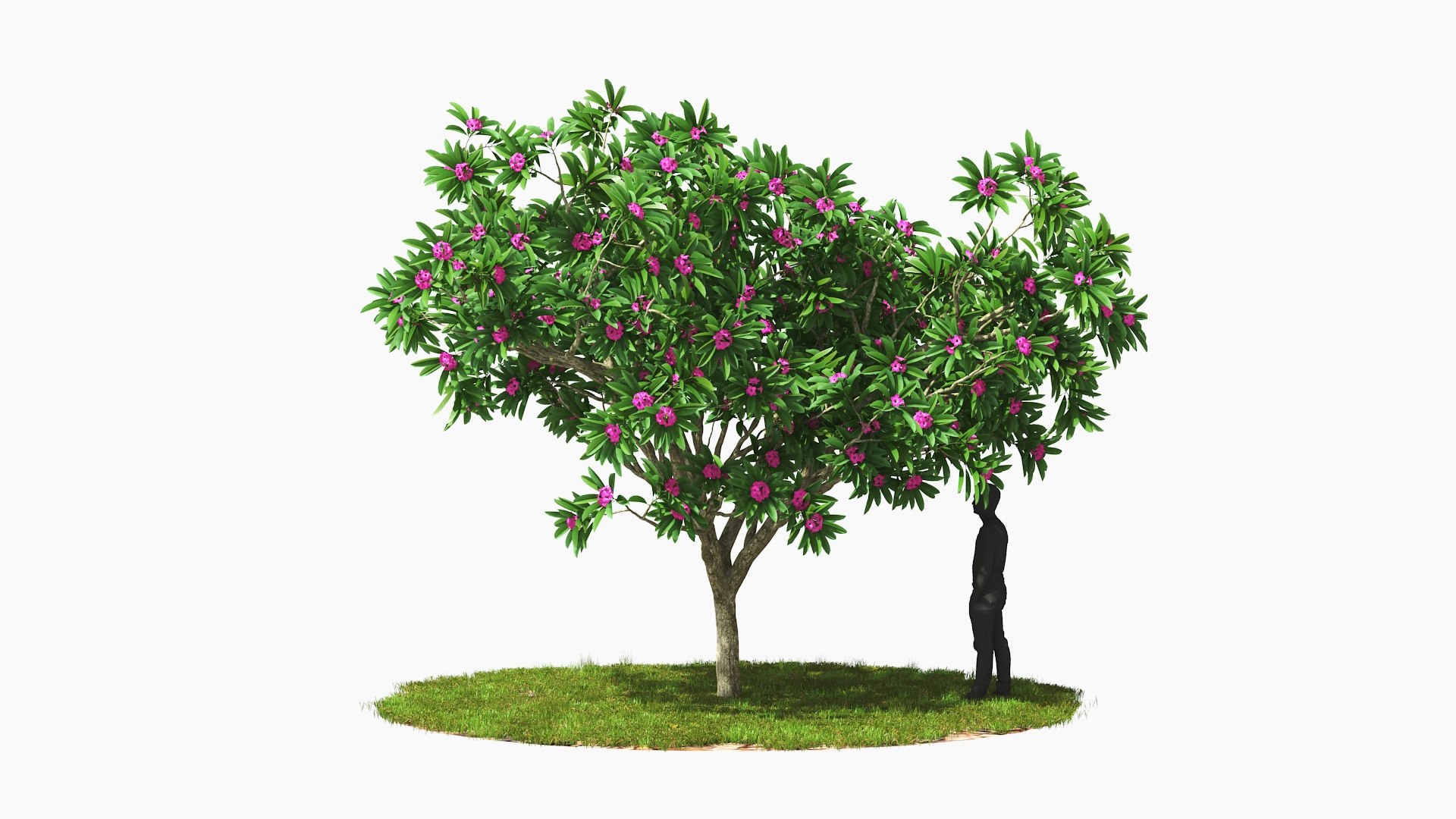 Tree wind animation 3D model - TurboSquid 1505872