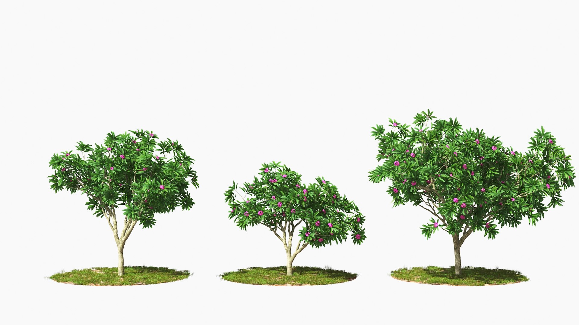 Tree wind animation 3D model - TurboSquid 1505872