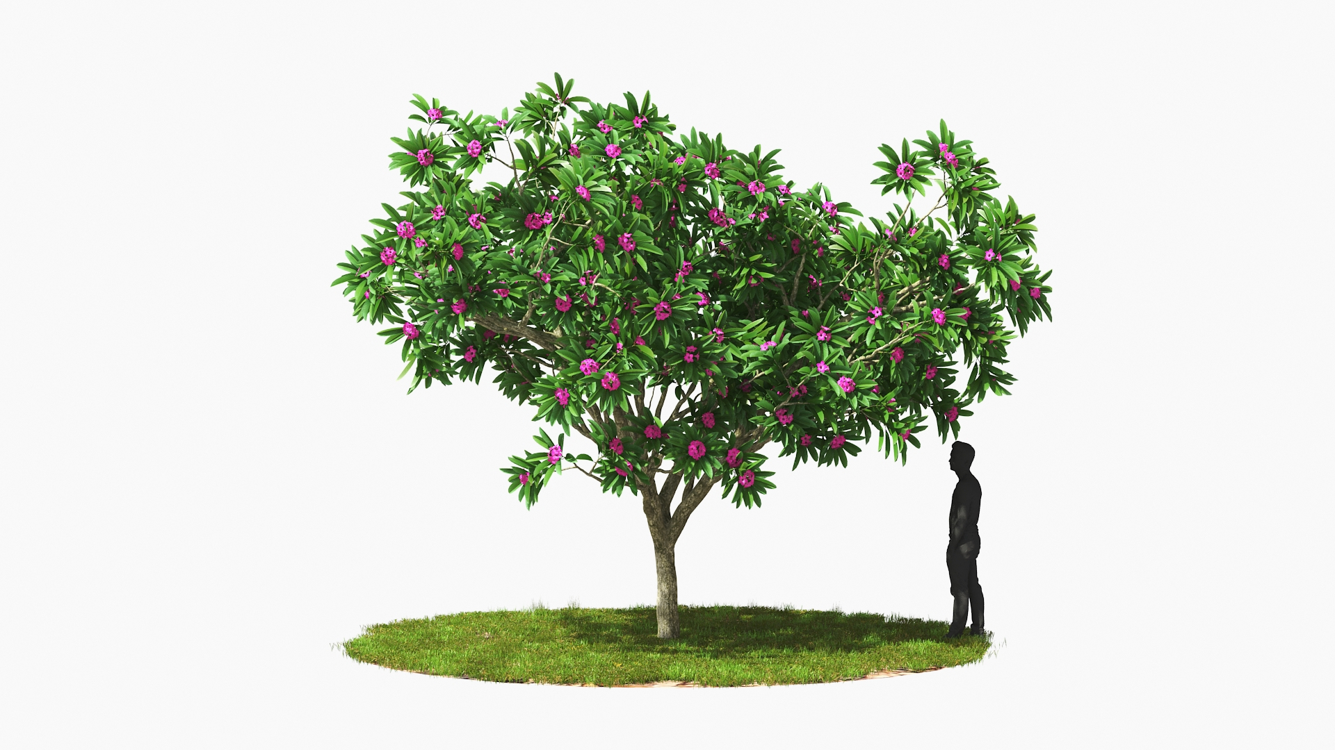 Tree wind animation 3D model - TurboSquid 1505872