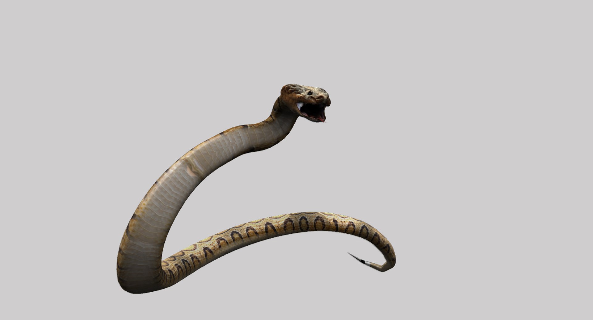 Viper Snake 3D Model - TurboSquid 1433400
