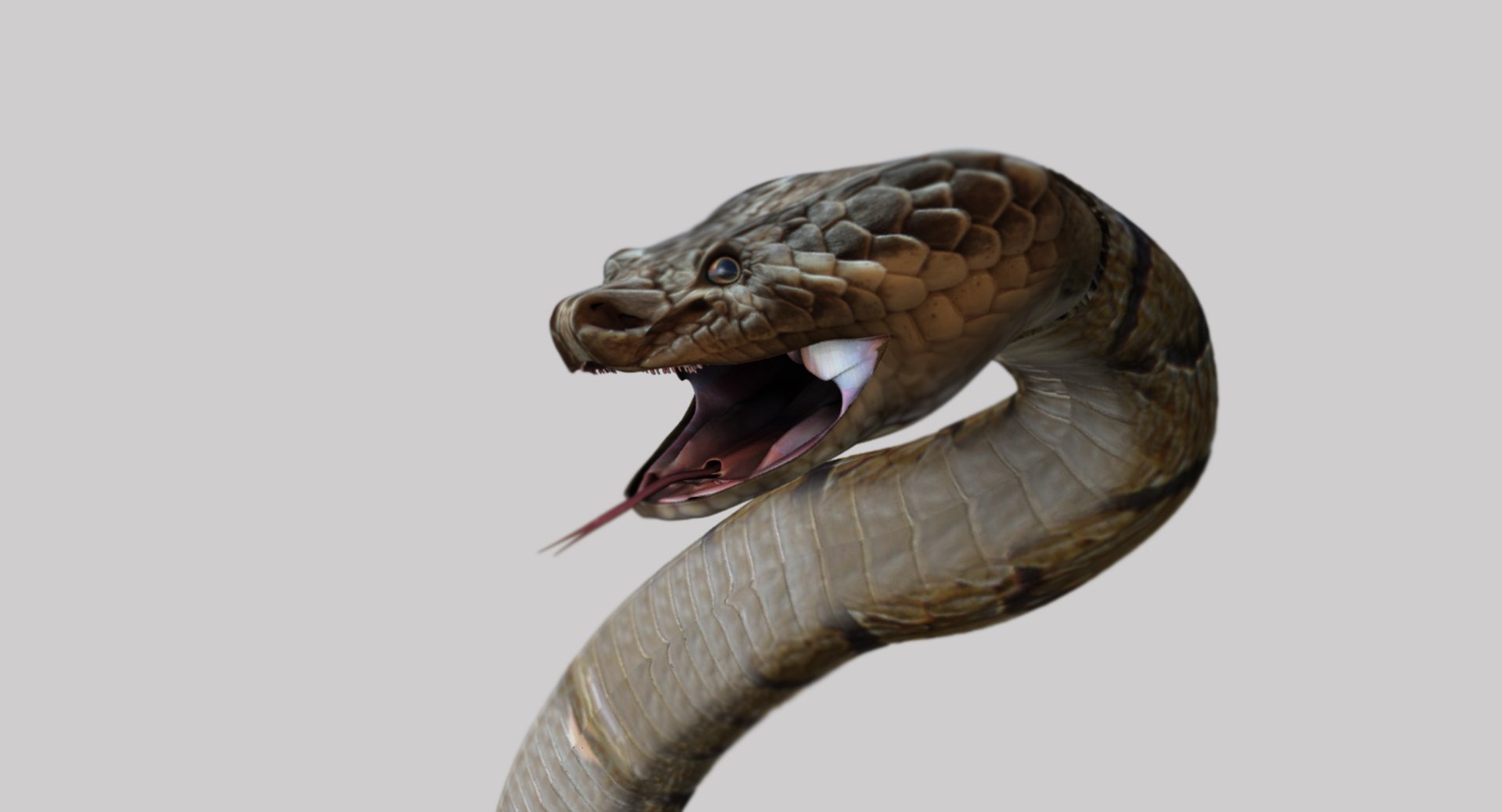 Viper Snake 3D Model - TurboSquid 1433400