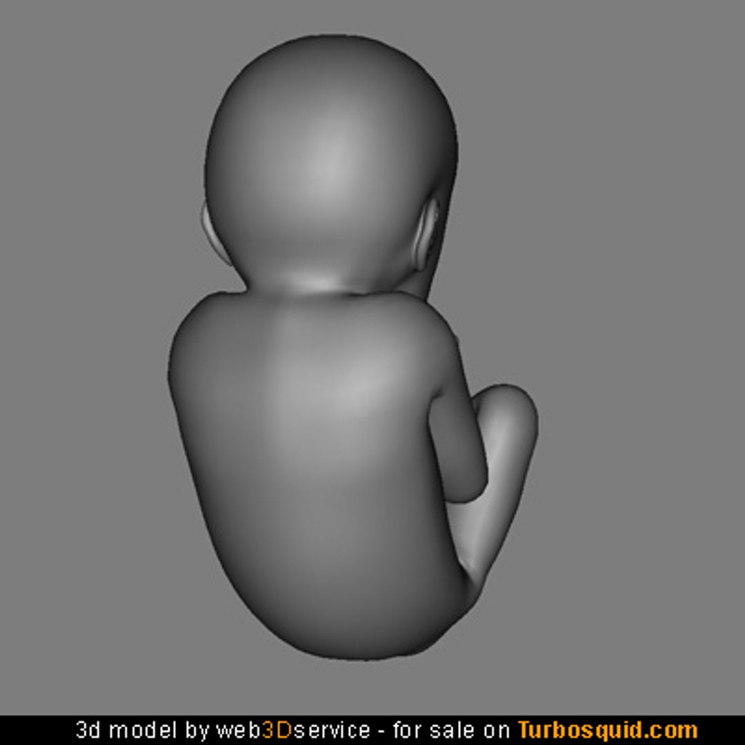 Unborn Child Fetus 3d Model