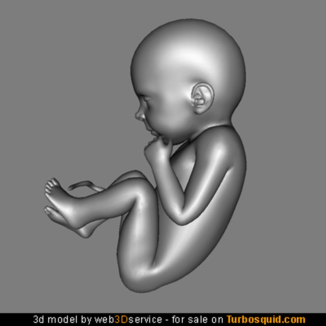 Unborn Child Fetus 3d Model