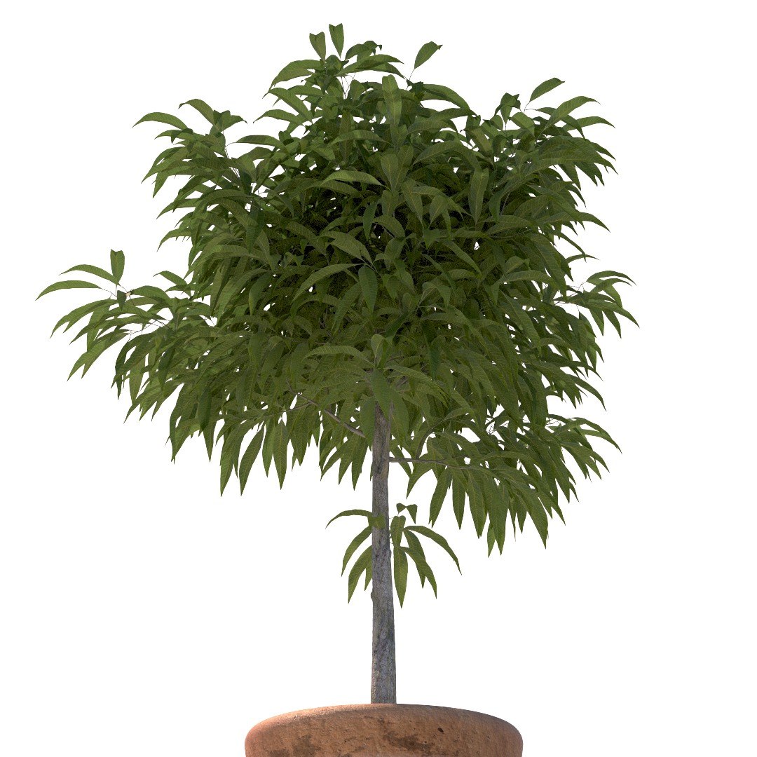Young mango tree 3D model - TurboSquid 1322286