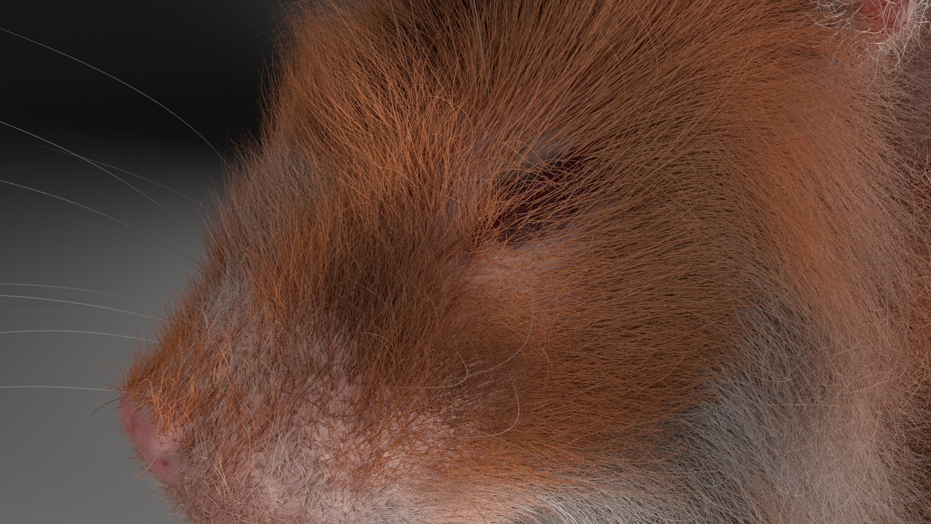 Syrian Hamster 3D Model - TurboSquid 1882607