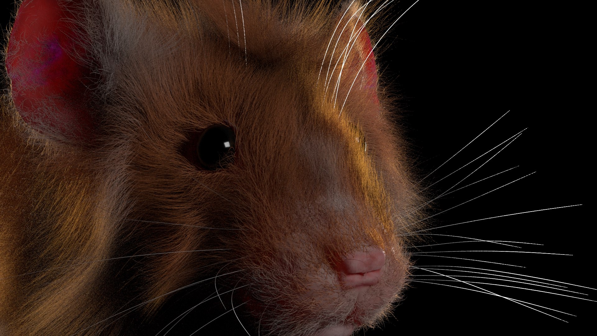 Syrian Hamster 3D Model - TurboSquid 1882607