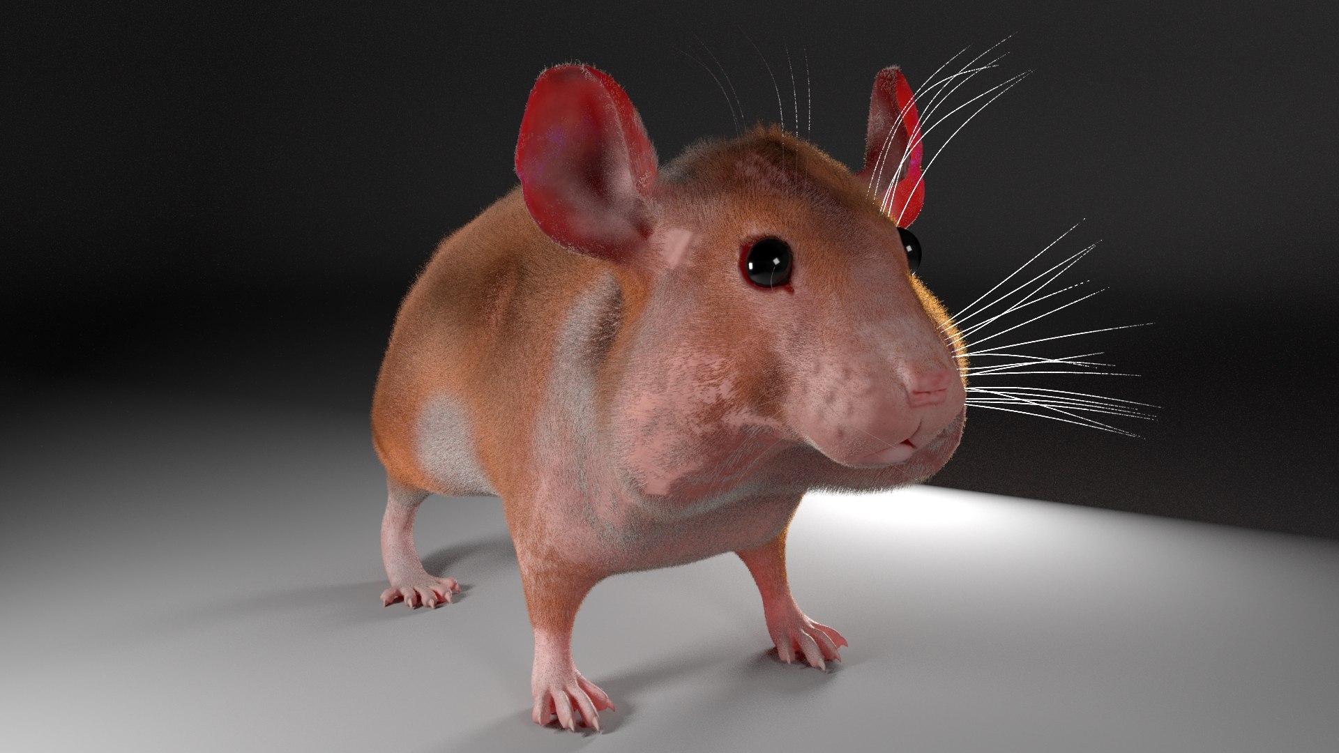 Syrian Hamster 3D Model - TurboSquid 1882607