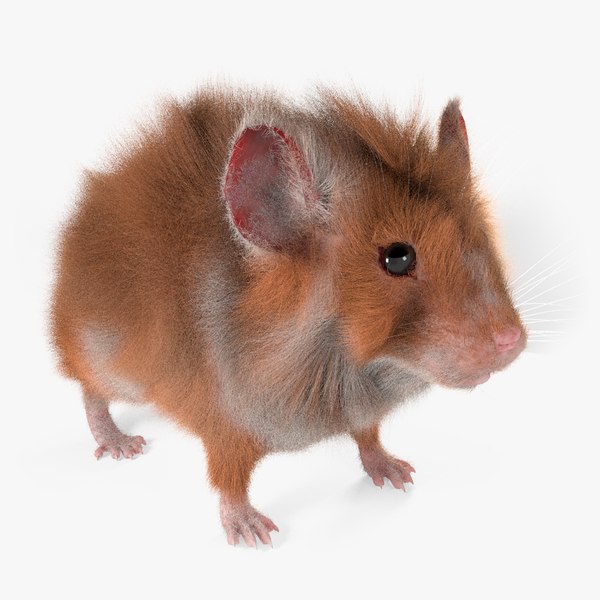 3D Hamster Models | TurboSquid