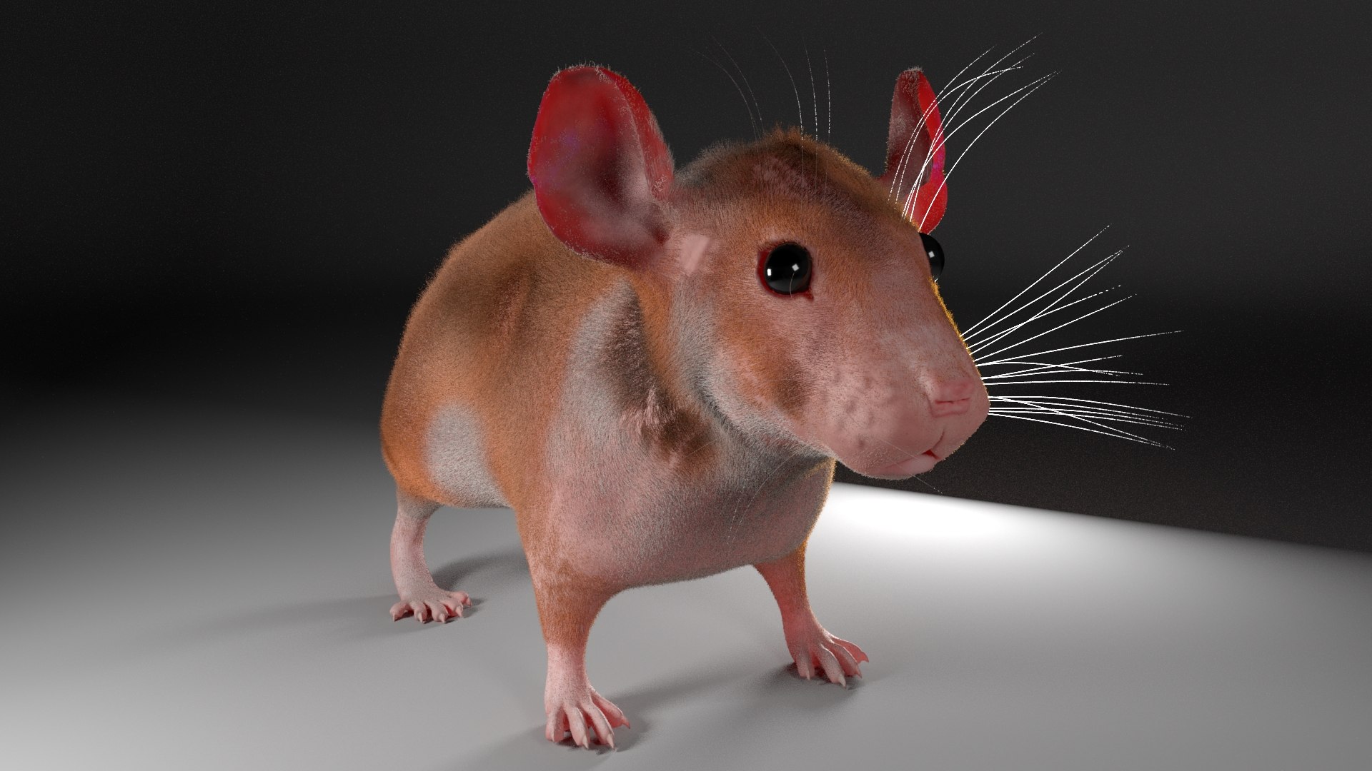 Syrian Hamster 3D Model - TurboSquid 1882607