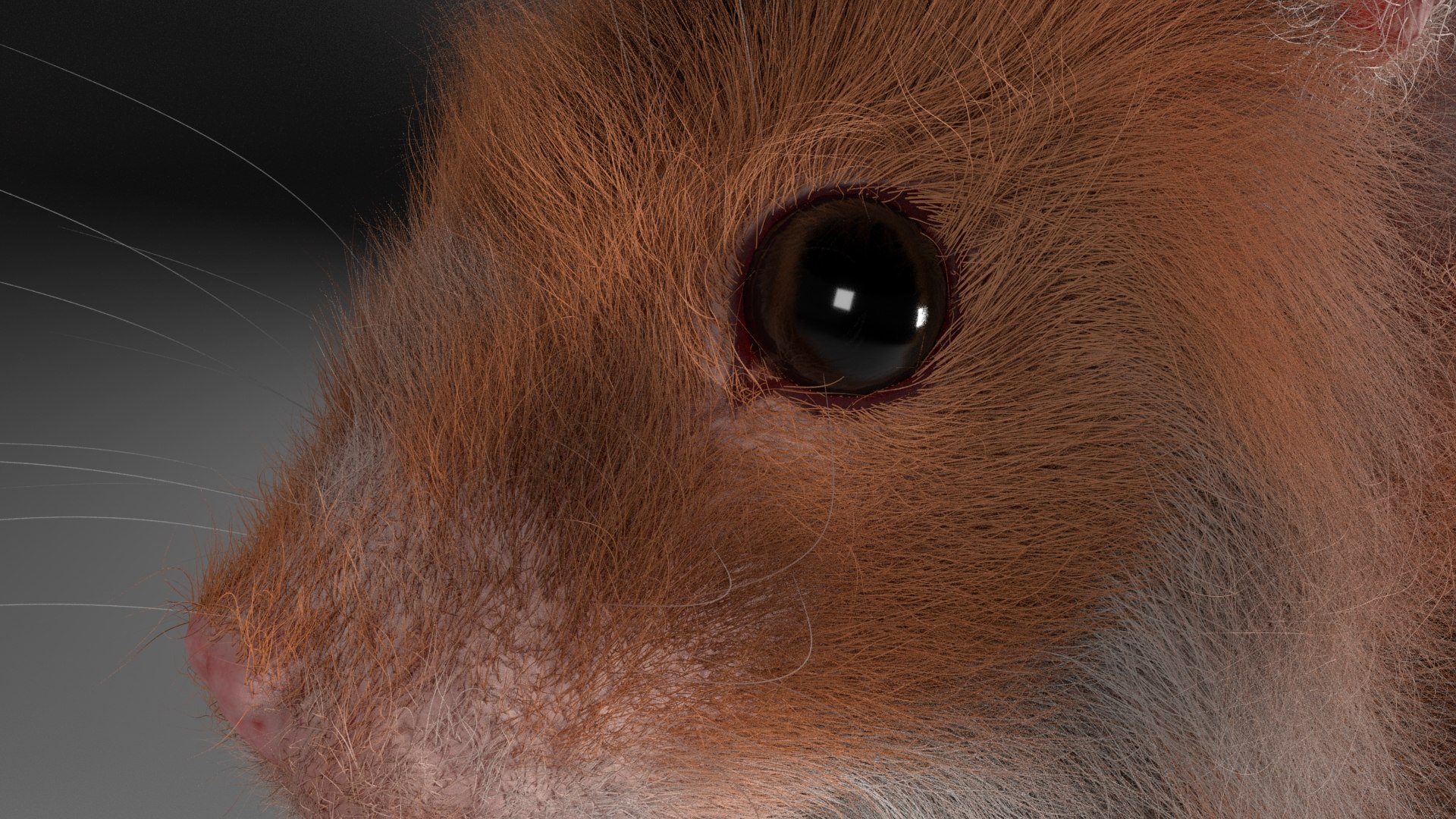 Syrian Hamster 3D Model - TurboSquid 1882607
