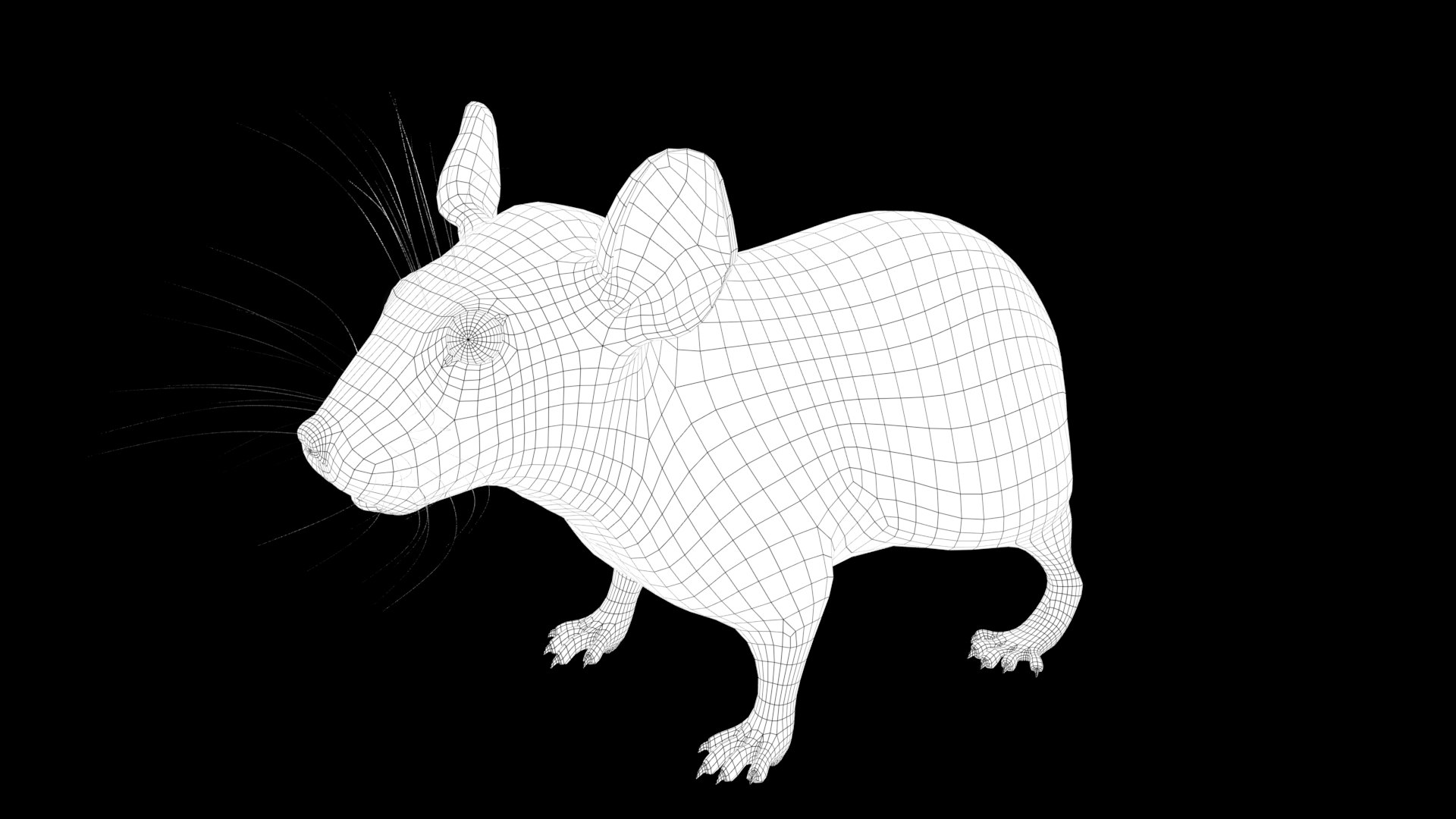 Syrian Hamster 3D Model - TurboSquid 1882607