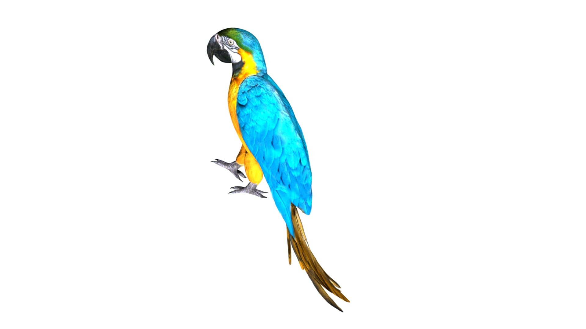Rigged Parrot Macaw Model - TurboSquid 1810369