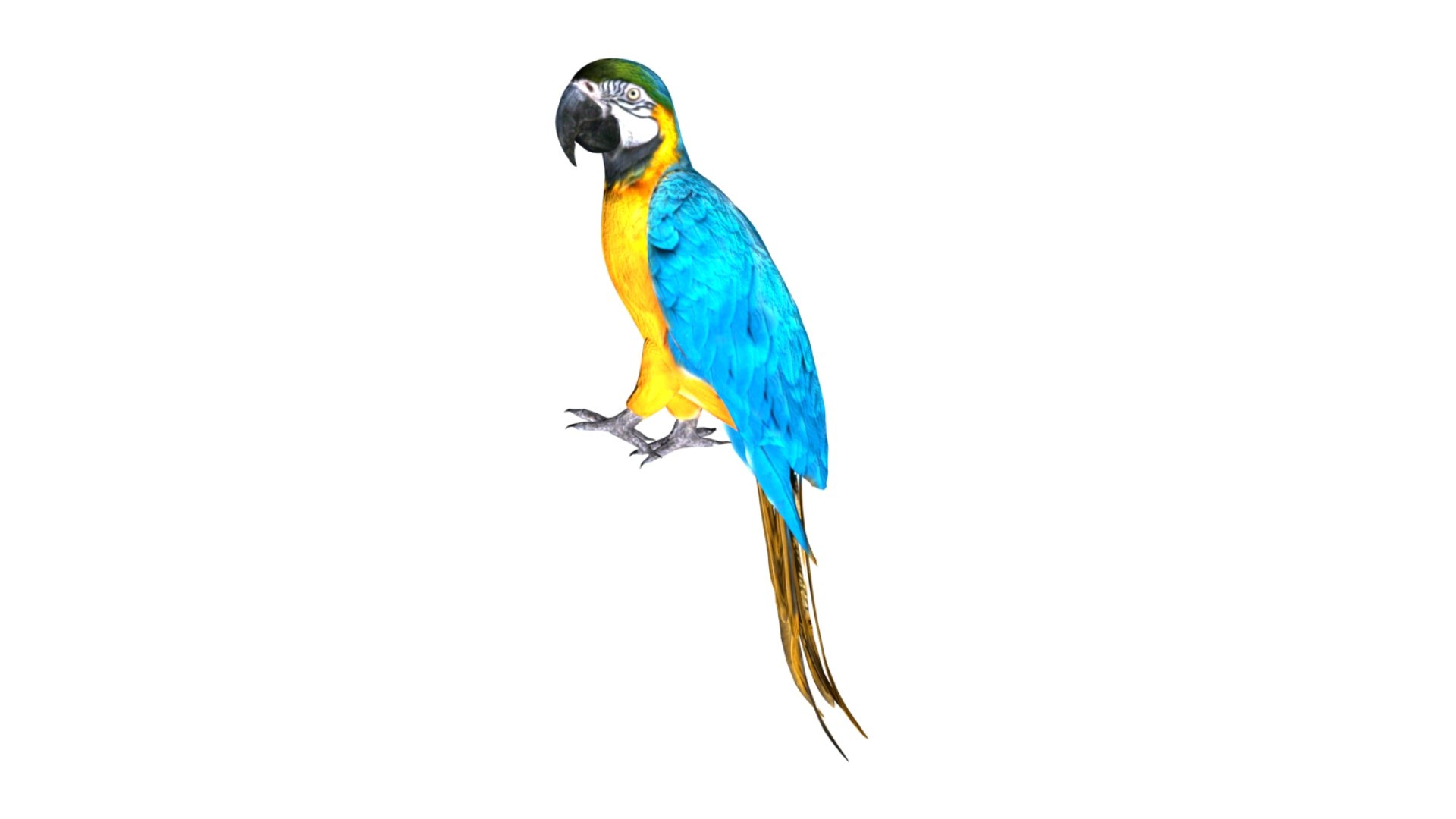 Rigged Parrot Macaw Model - TurboSquid 1810369
