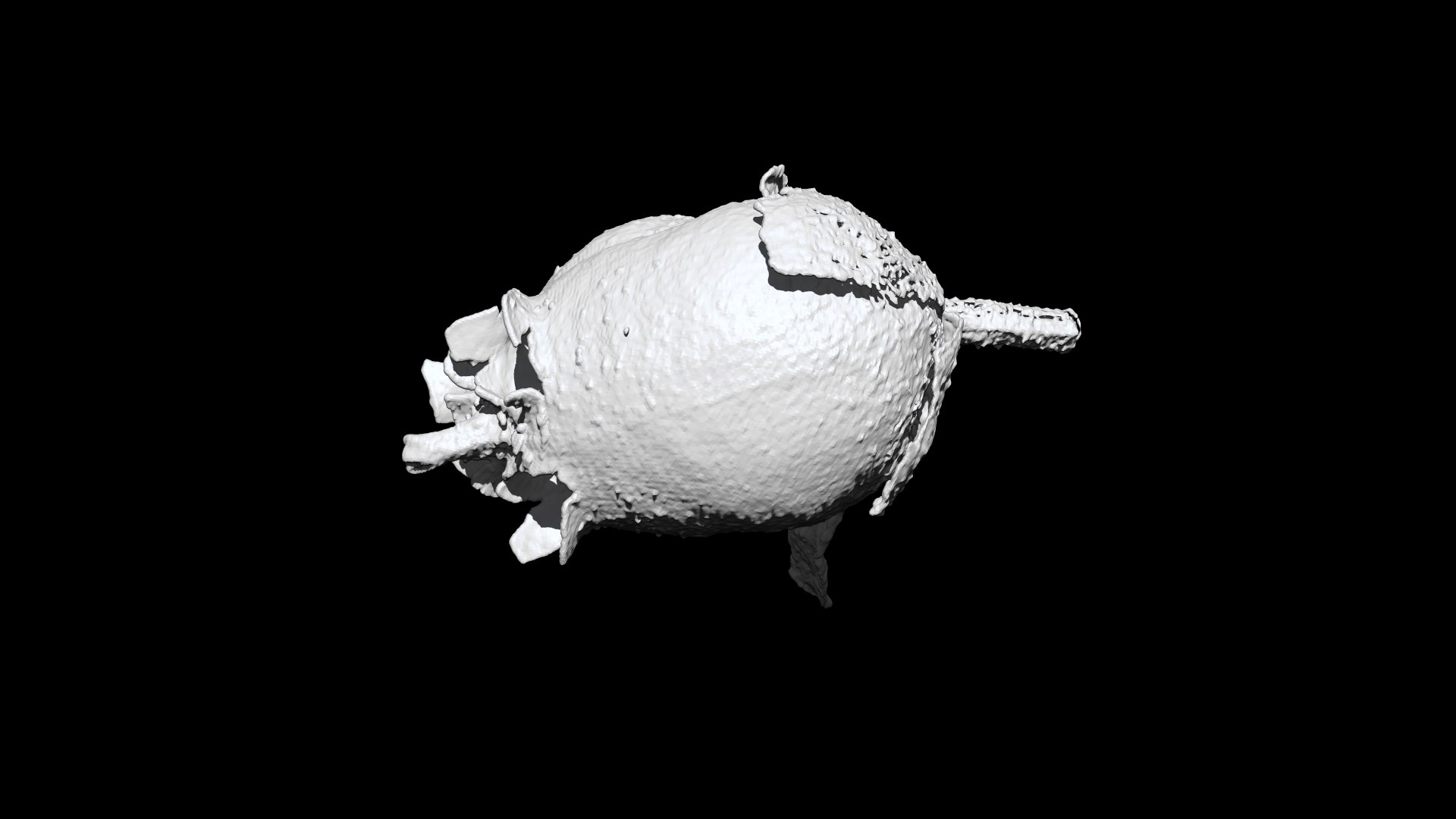 Antirrhinum Majus 3D CT Scan Model Decimate 50 Percent 3D Model ...