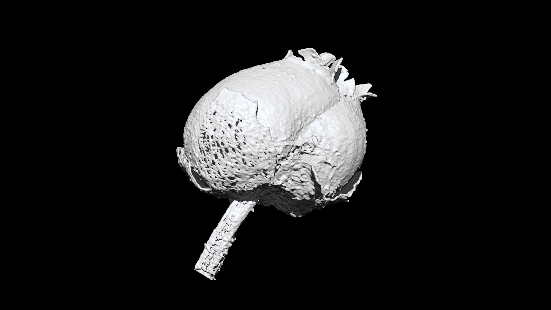 Antirrhinum Majus 3D CT Scan Model Decimate 50 Percent 3D Model ...