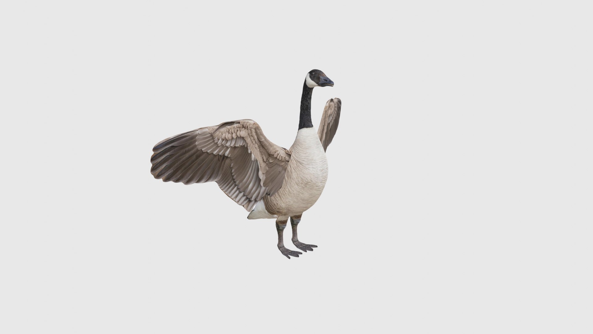 3D Model Low Poly Goose Rigged With Realistic Texture - TurboSquid 1875964