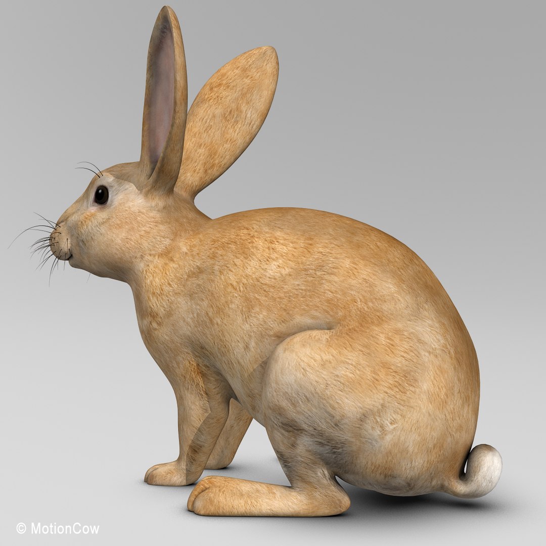 Max Realistic Brown Rabbit