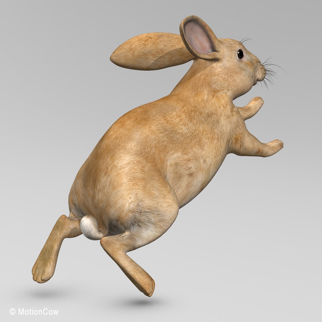 Max Realistic Brown Rabbit