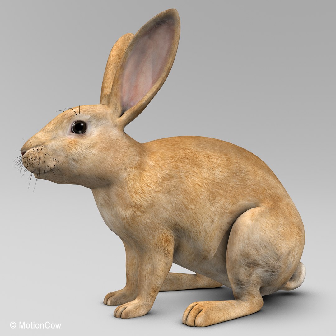 Max Realistic Brown Rabbit