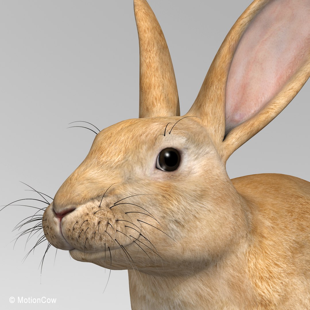 Max Realistic Brown Rabbit