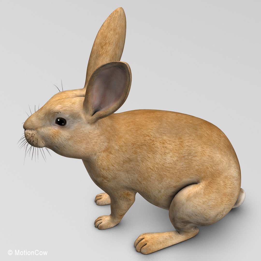 Max Realistic Brown Rabbit