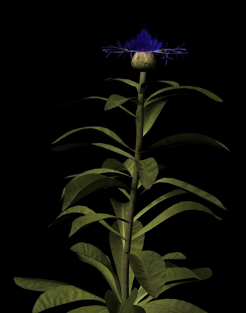 3d Model Of Plant Flower
