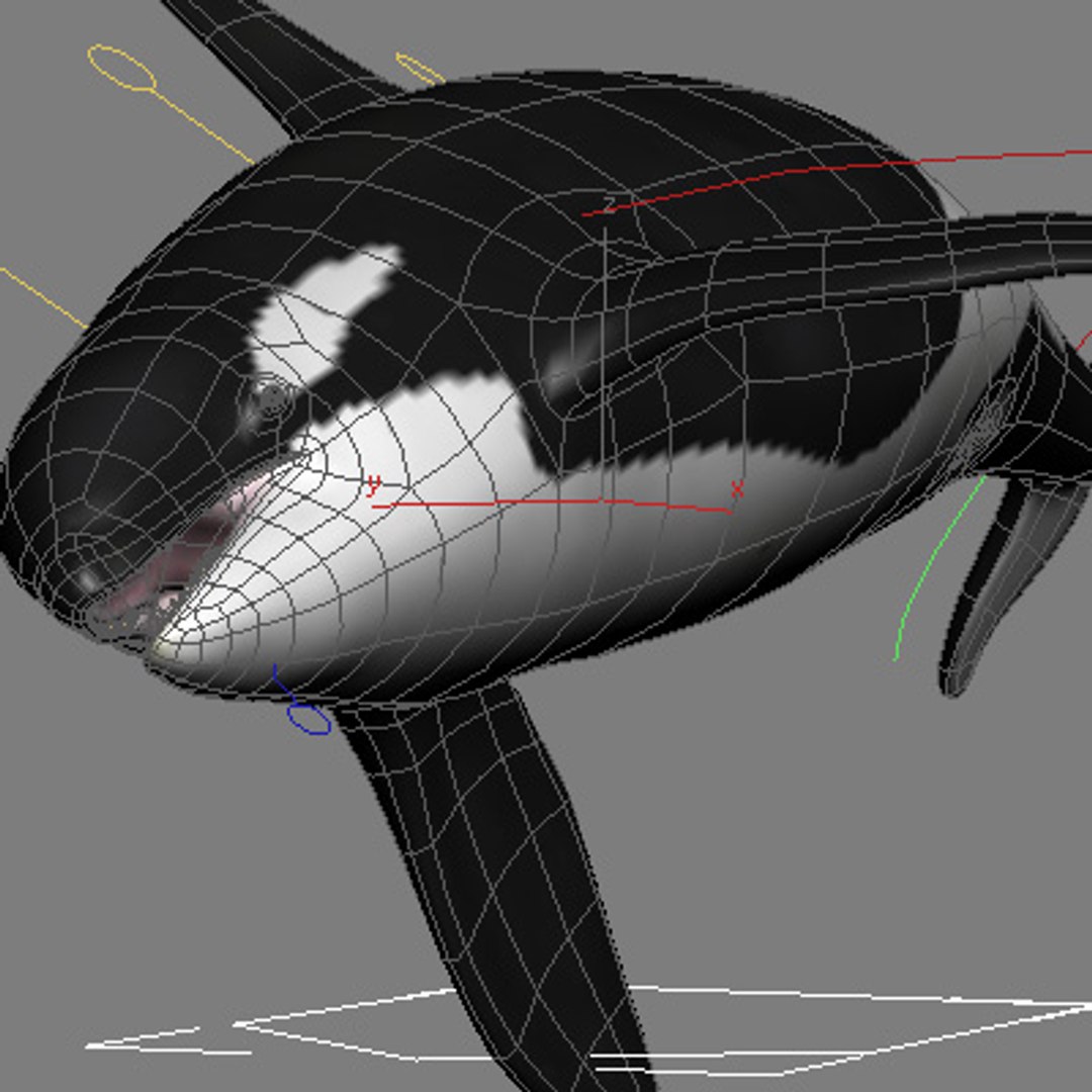 3d photorealistic killer whale