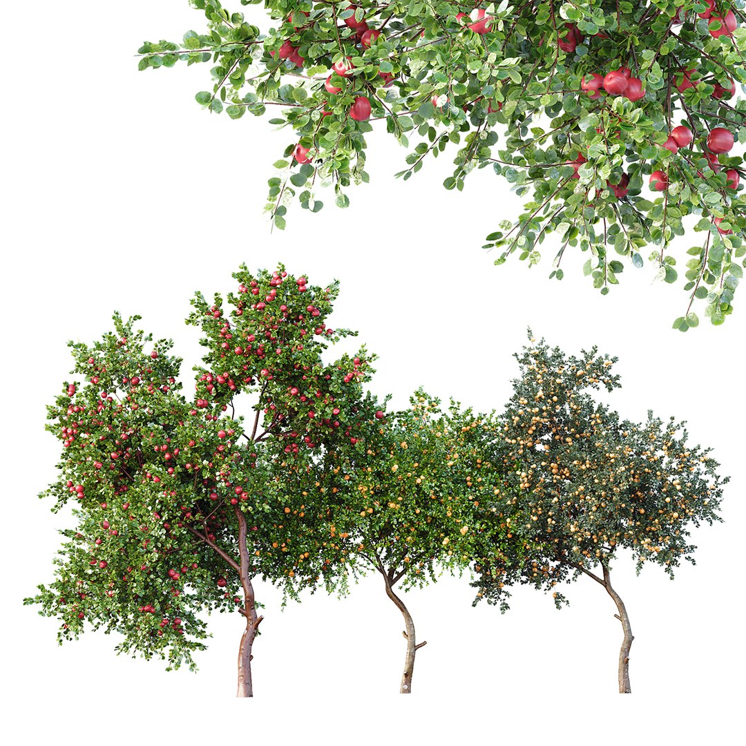 HQ Apple fruit Orange fruit Tangerine fruit tree 01 3D model ...