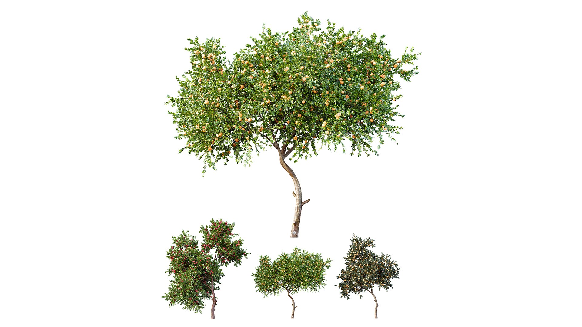 HQ Apple Fruit Orange Fruit Tangerine Fruit Tree 01 3D Model ...
