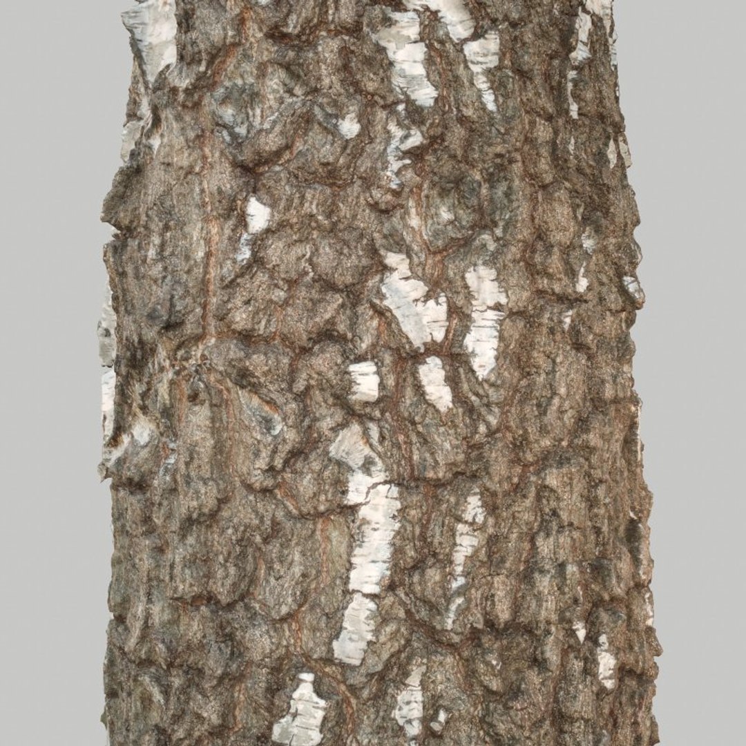 3d Model 360 Tree Bark