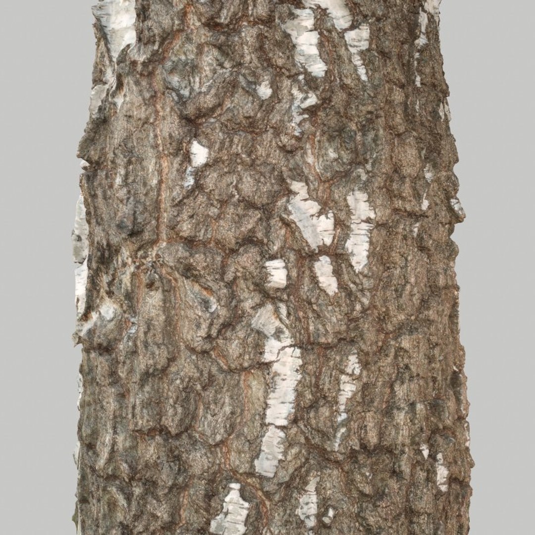 3d Model 360 Tree Bark