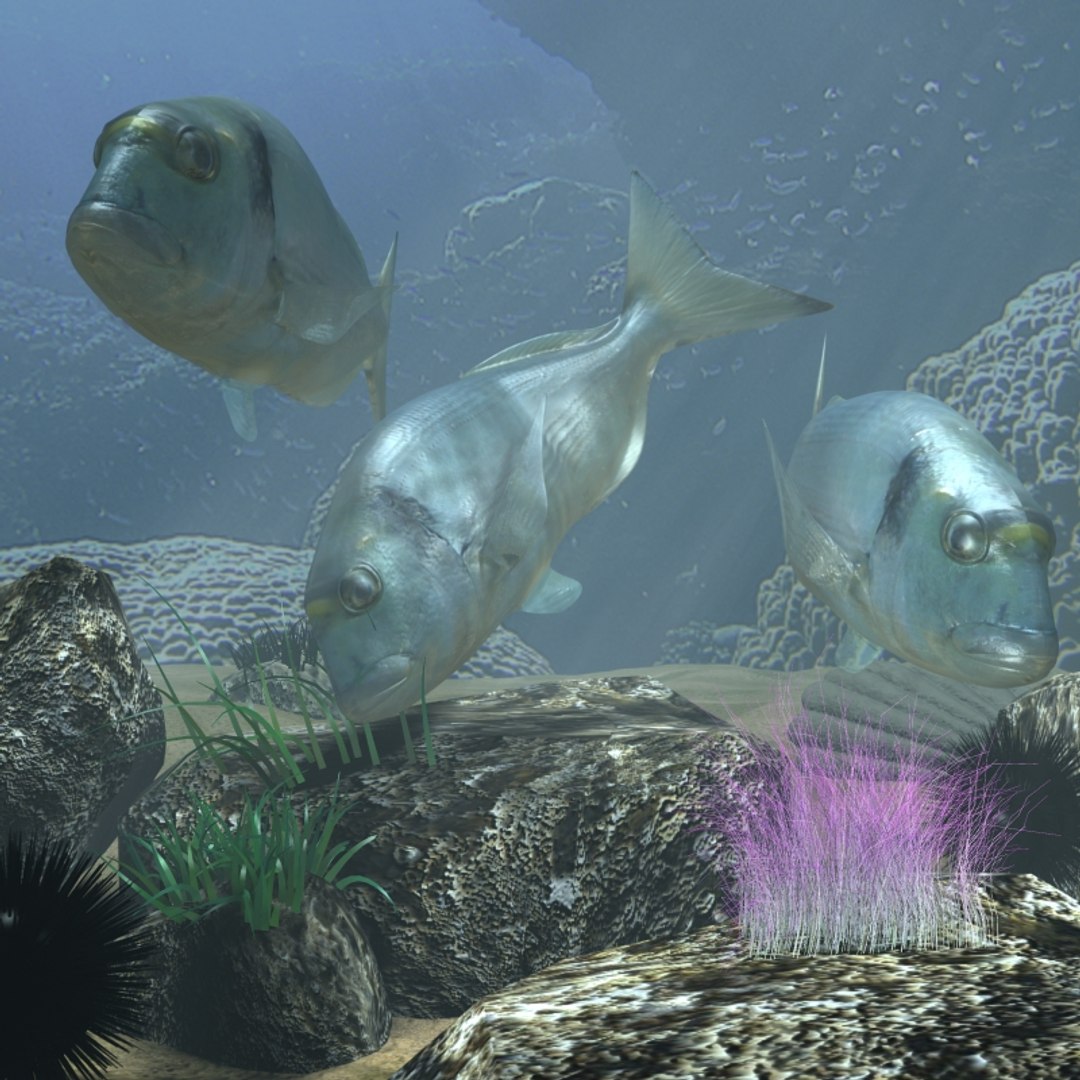 Sea Bream Rigged Underwater Scene 3d Model