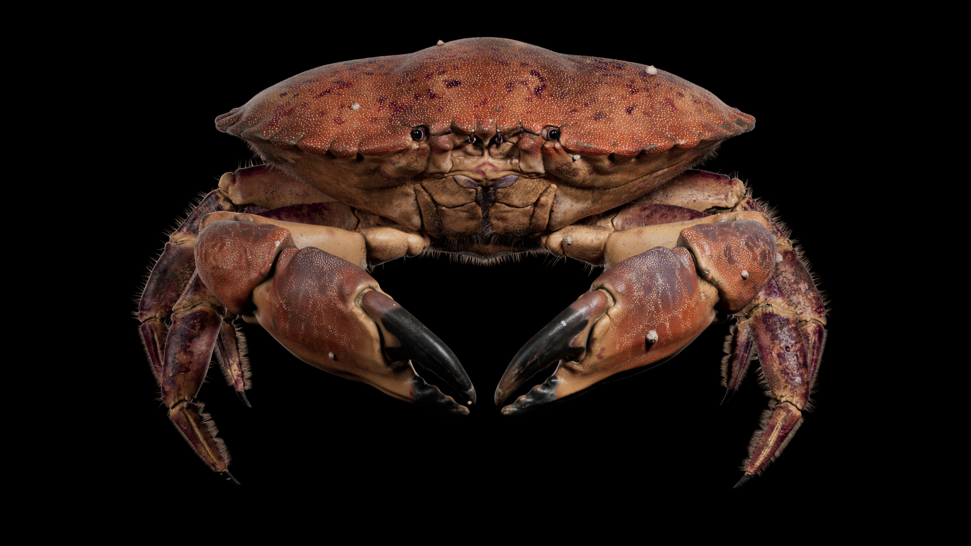 3D Brown Crab - Cancer Pagurus - TurboSquid 1904022
