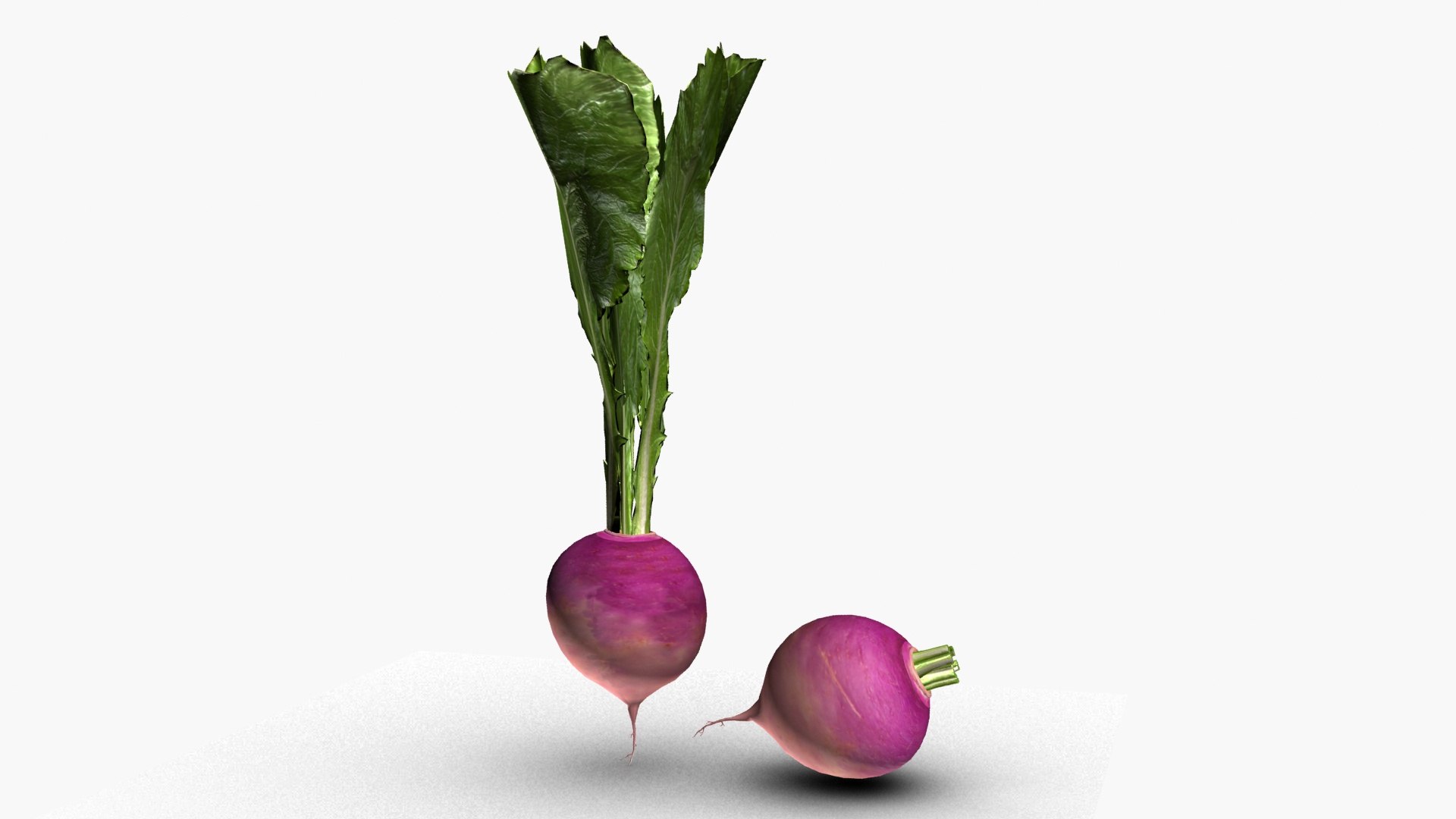 Turnip 3D - TurboSquid 1906653