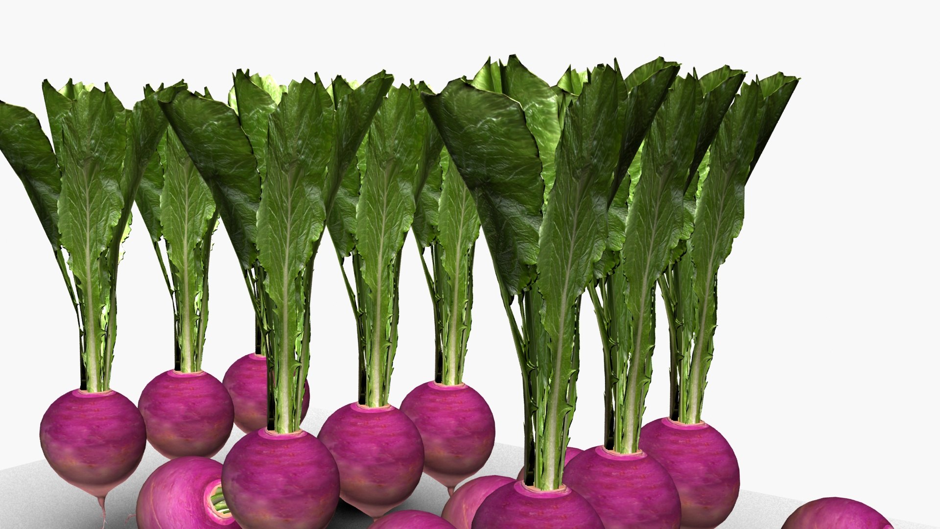 Turnip 3D - TurboSquid 1906653