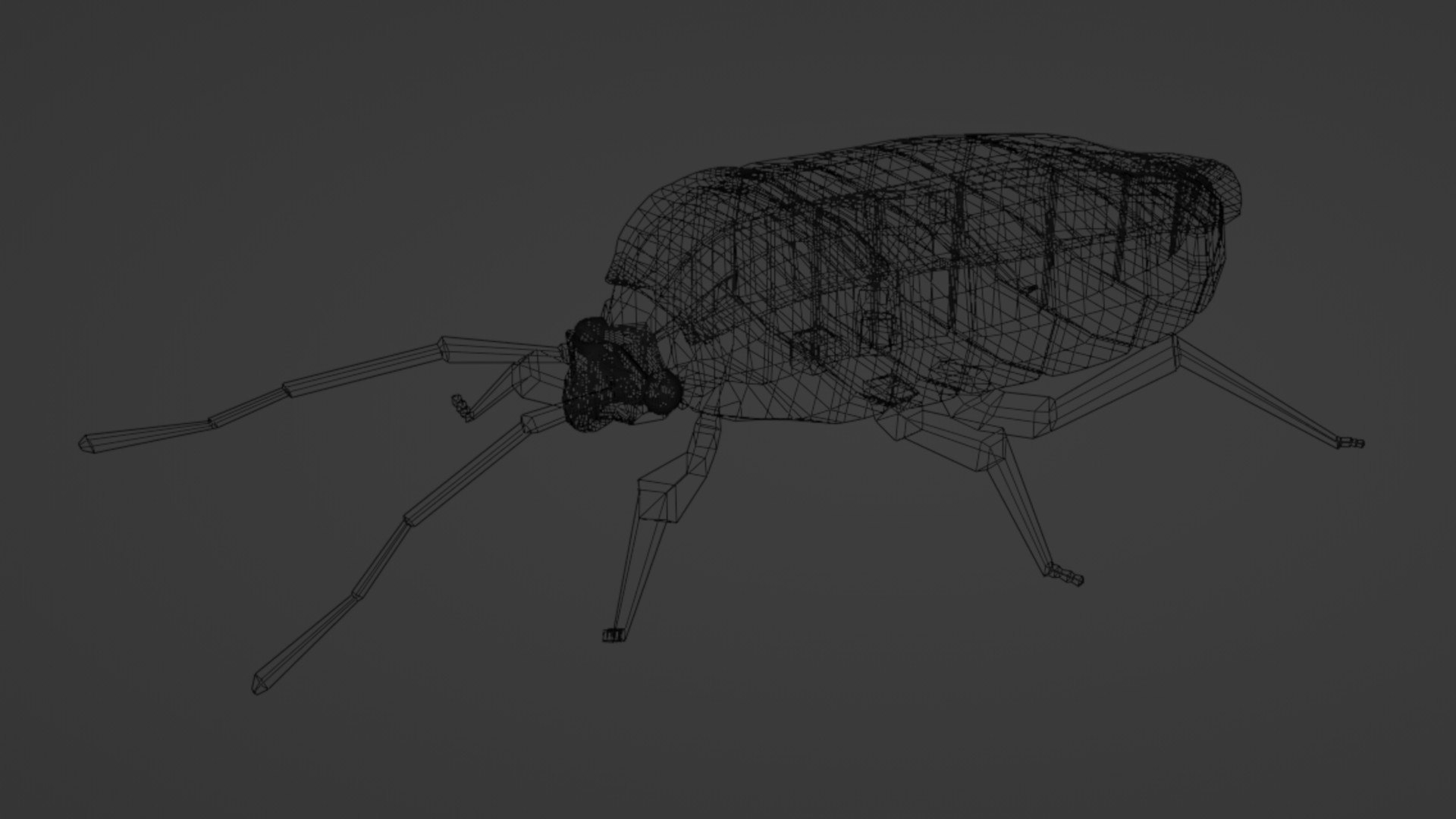 Firebug Pyrrhocoris Apterus Animated 3D Model - TurboSquid 2005828