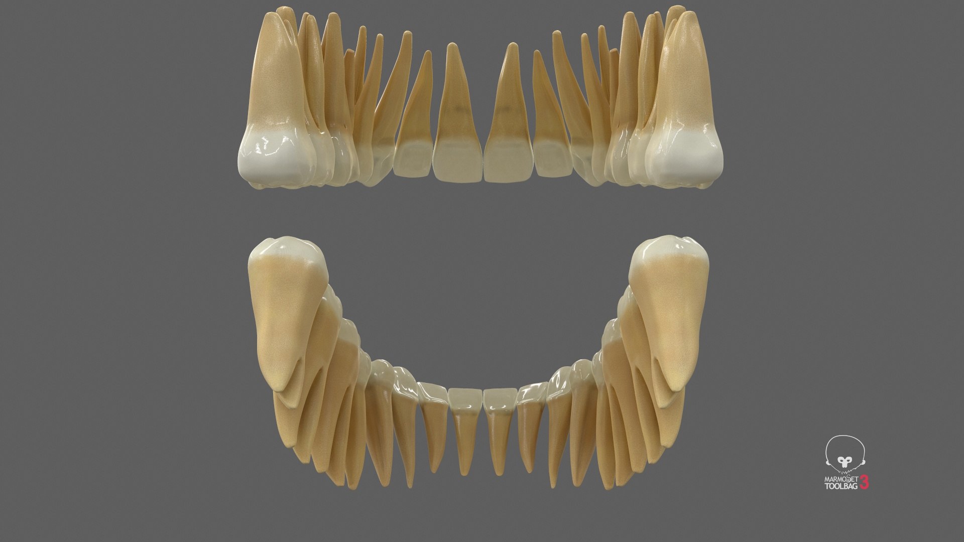 3D Human Teeth With Transparent Dental Braces V04 Model - TurboSquid 2212952