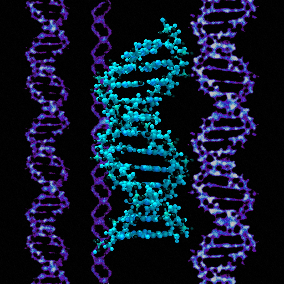 3d dna double