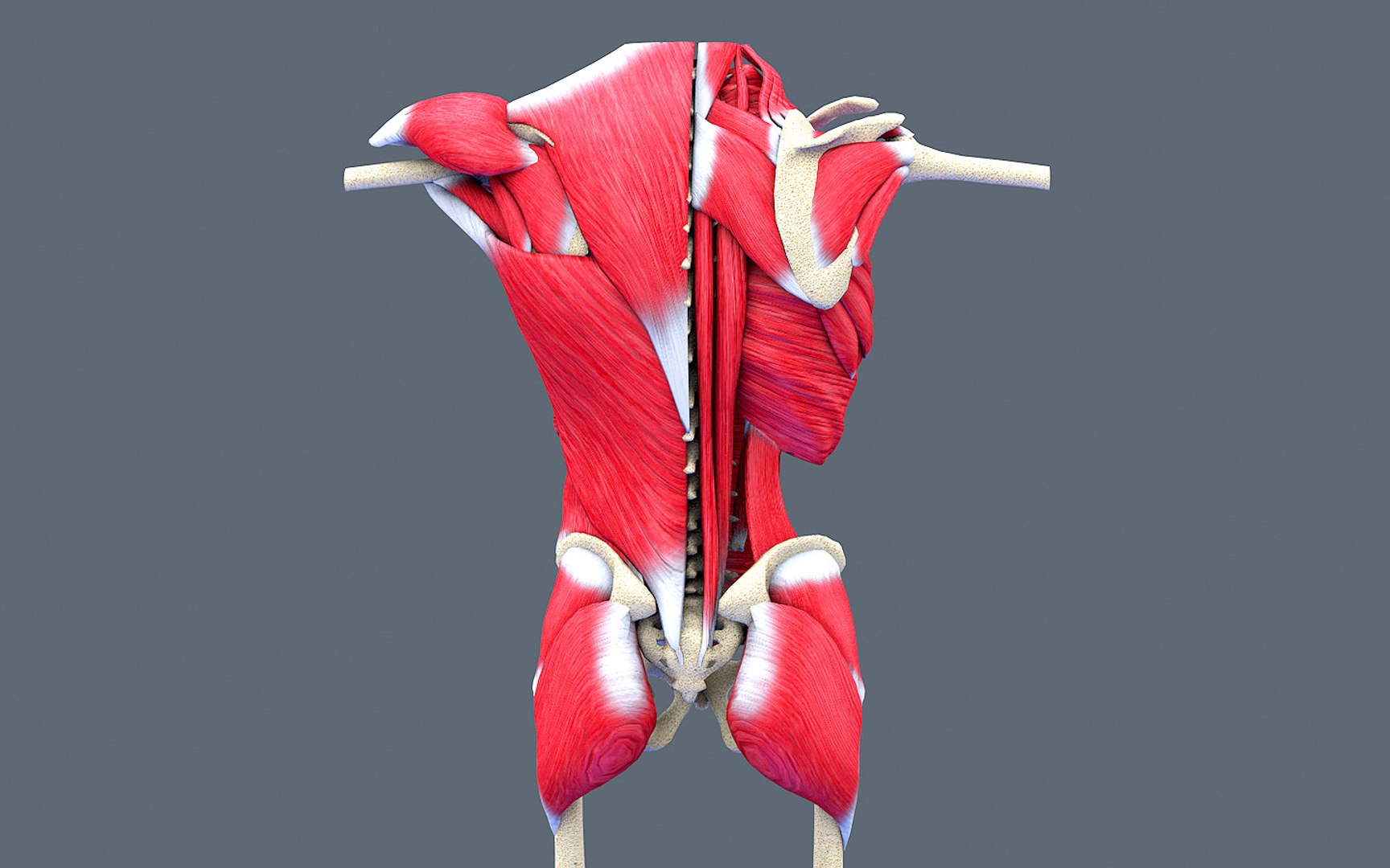 3D Muscles Model - TurboSquid 1209606