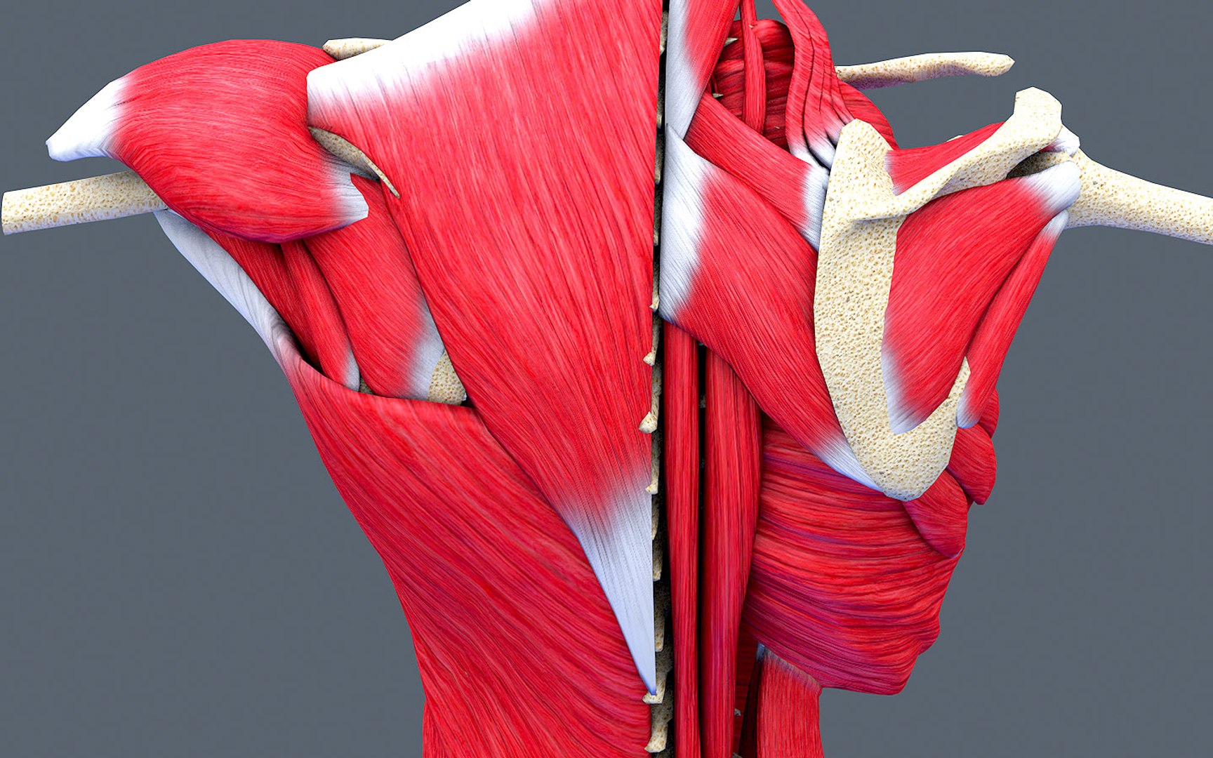 3D Muscles Model - TurboSquid 1209606