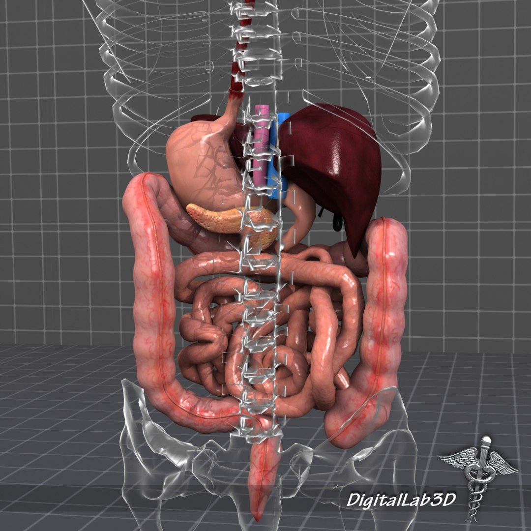 Digestive Systems Organism 3d Model