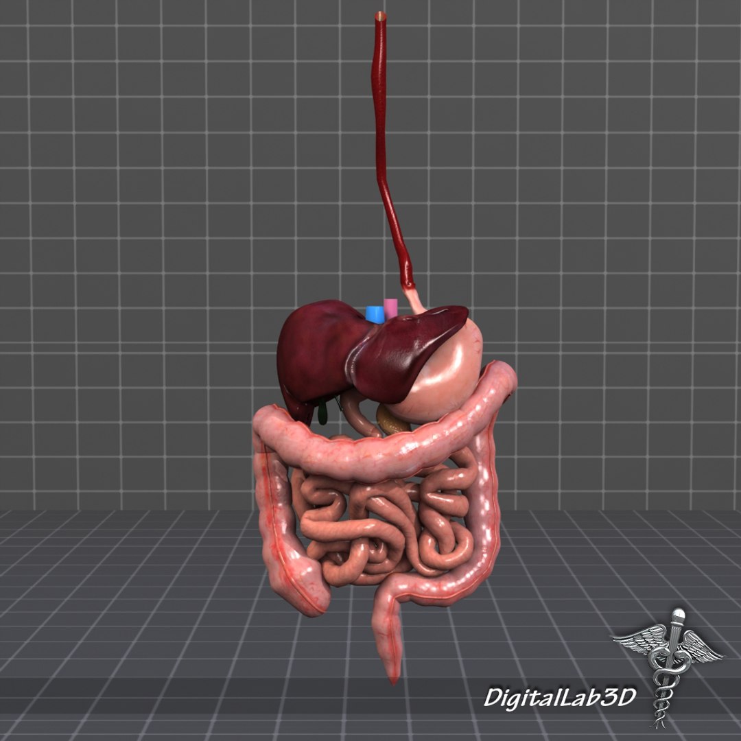Digestive Systems Organism 3d Model